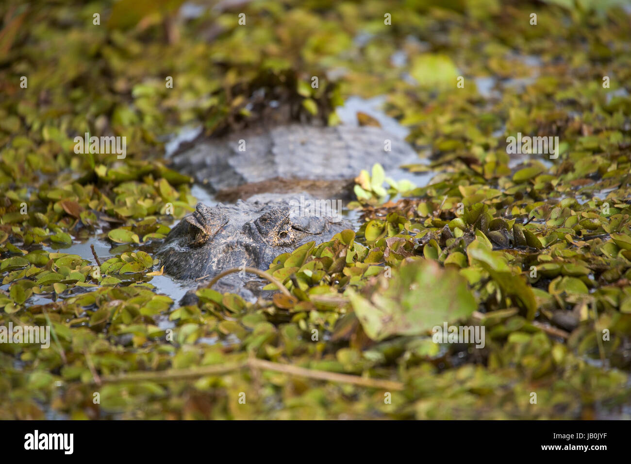 Caiman hunting in camouflage in a lake Stock Photo - Alamy