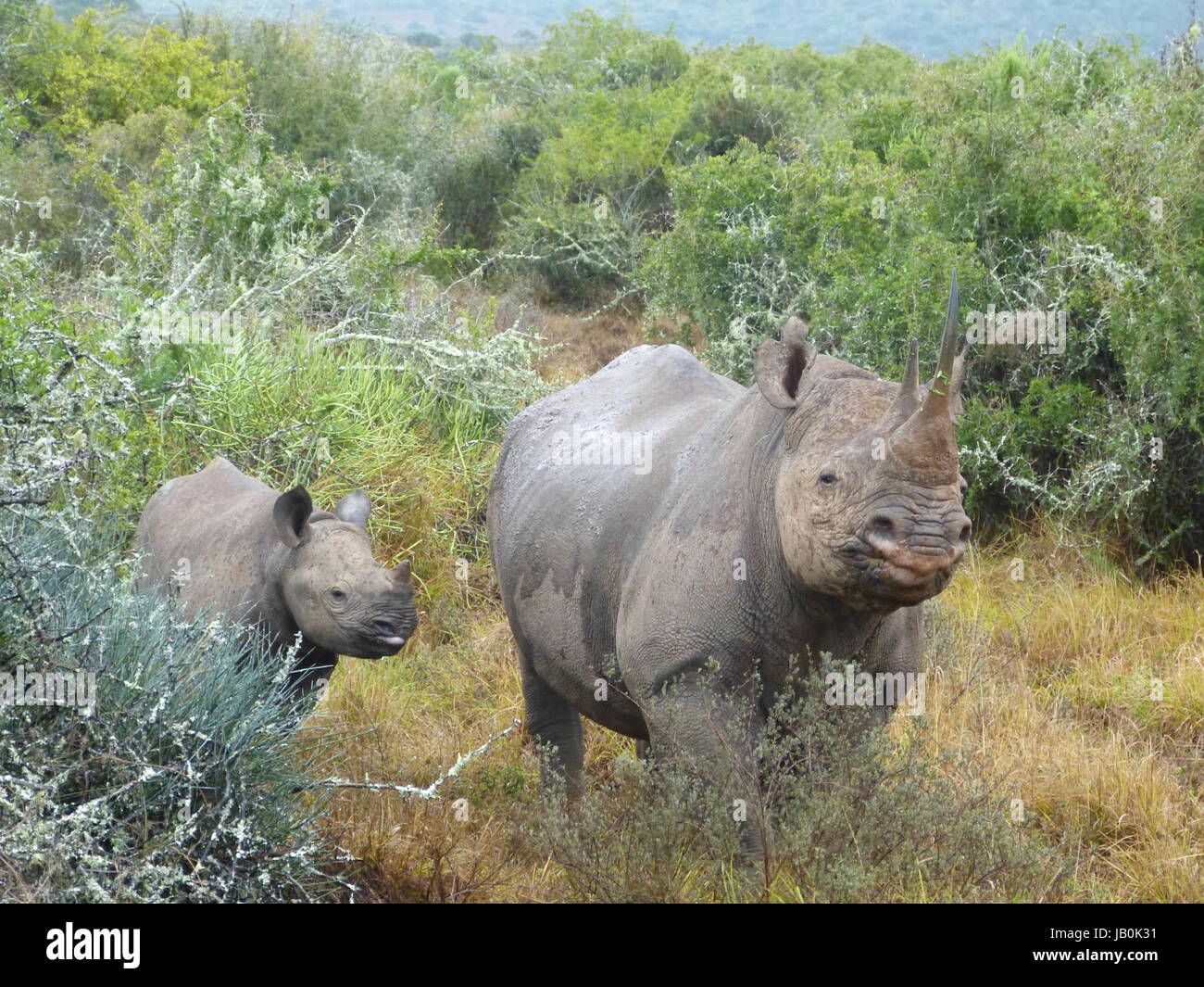 rhino with child Stock Photo - Alamy