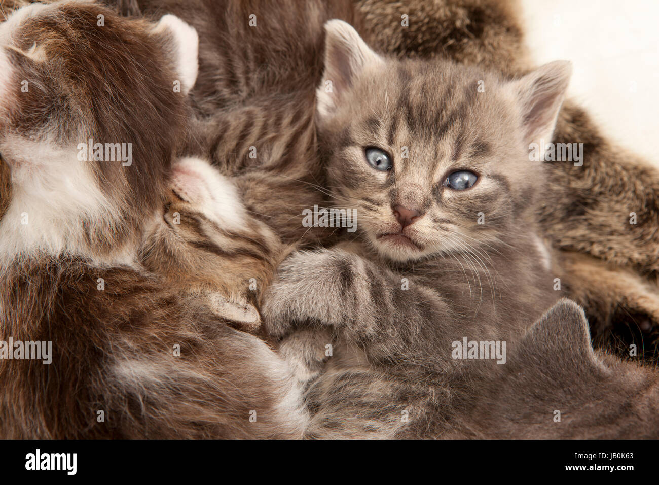 gray tabby cat young, a heap of cat is cuddly babies on their mother ...