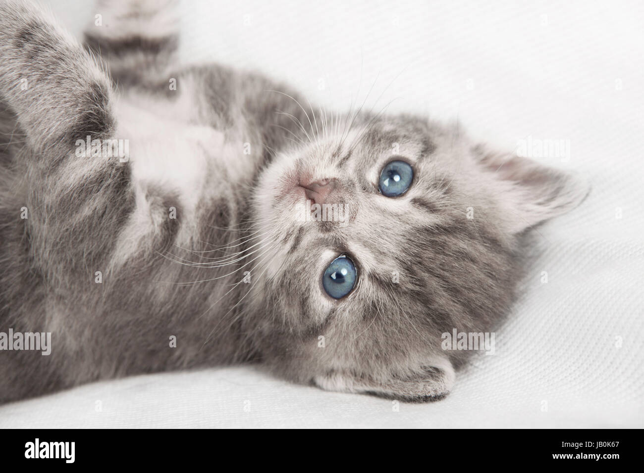 light gray striped cat, a heap of cat is cuddly babies on their mother ...