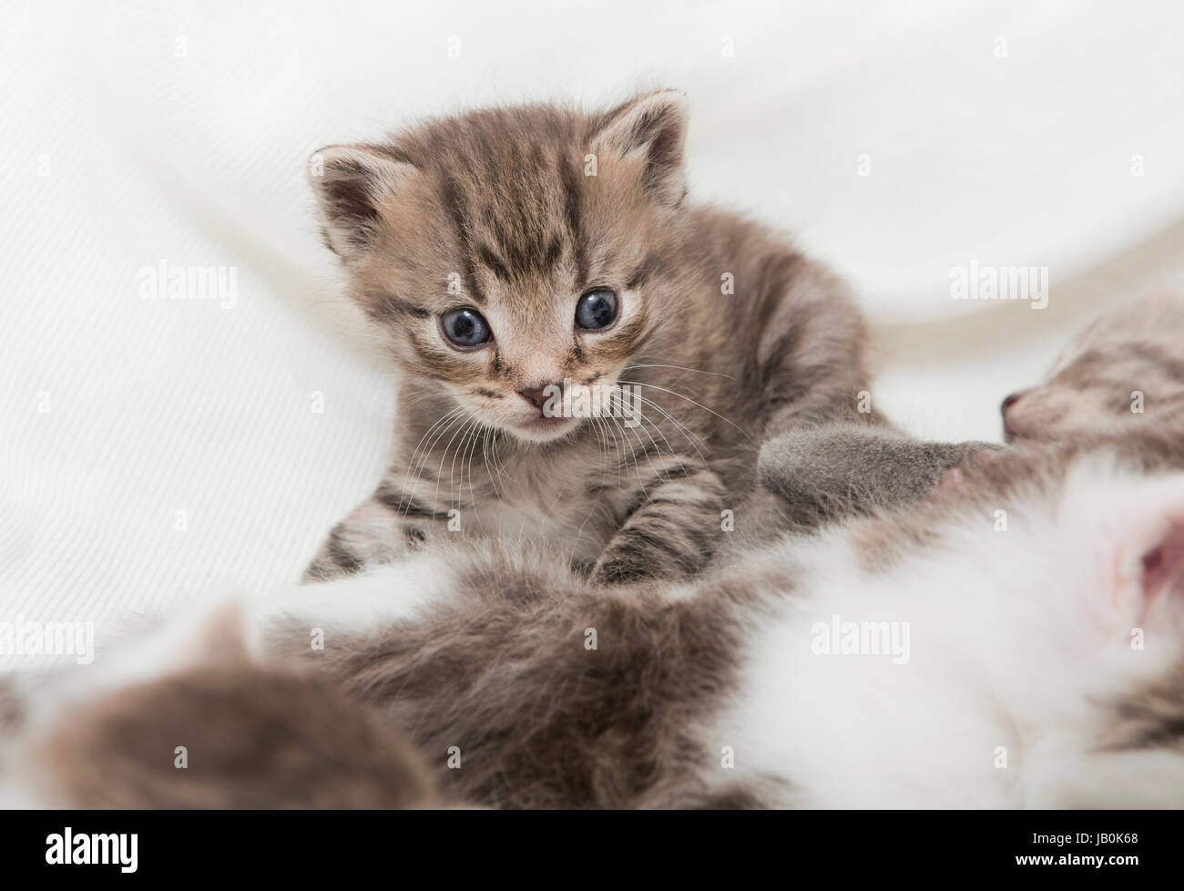 young cats child, a heap of cat is cuddly babies on their mother Stock ...