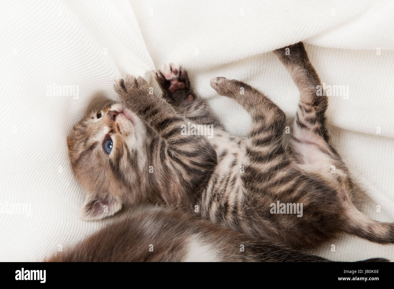 cat playing with blanket, a heap of cat is cuddly babies on their ...