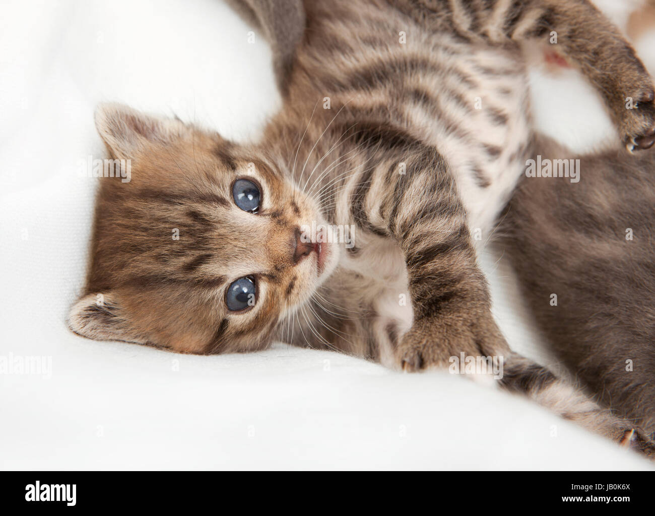 cats child rages with the brothers, a heap of cat is cuddly babies on ...