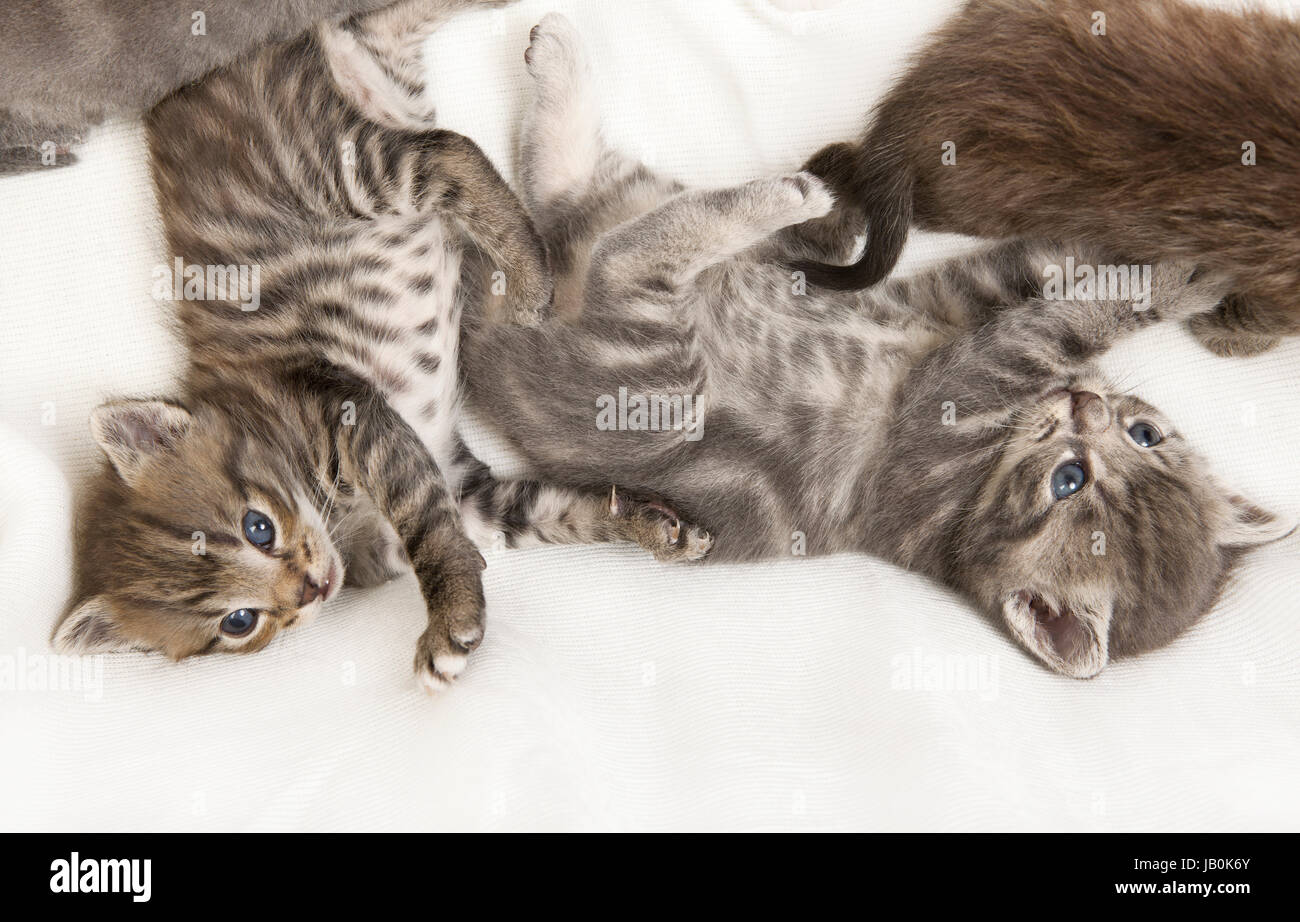 tabby cat child cuddling on a white blanket, a heap of cat is cuddly ...