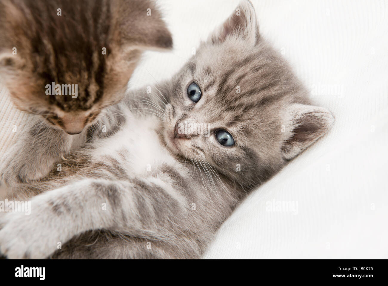 two cats babies playing, a heap of cat is cuddly babies on their mother ...