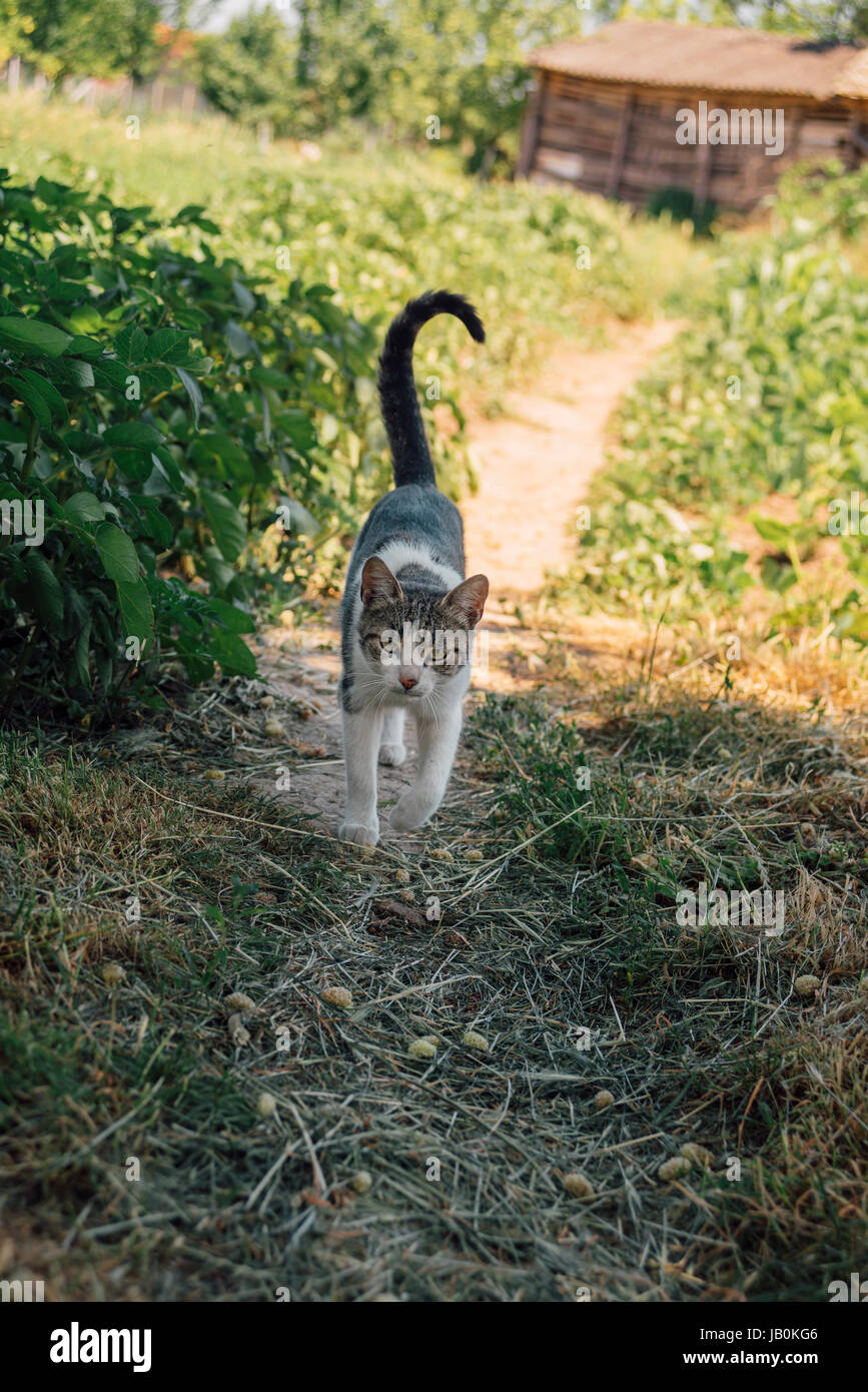Cat crossing road hi-res stock photography and images - Alamy