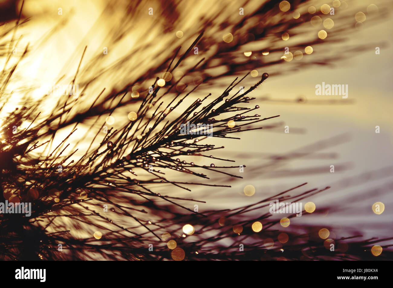 Rain drops on casuarina hi-res stock photography and images - Alamy