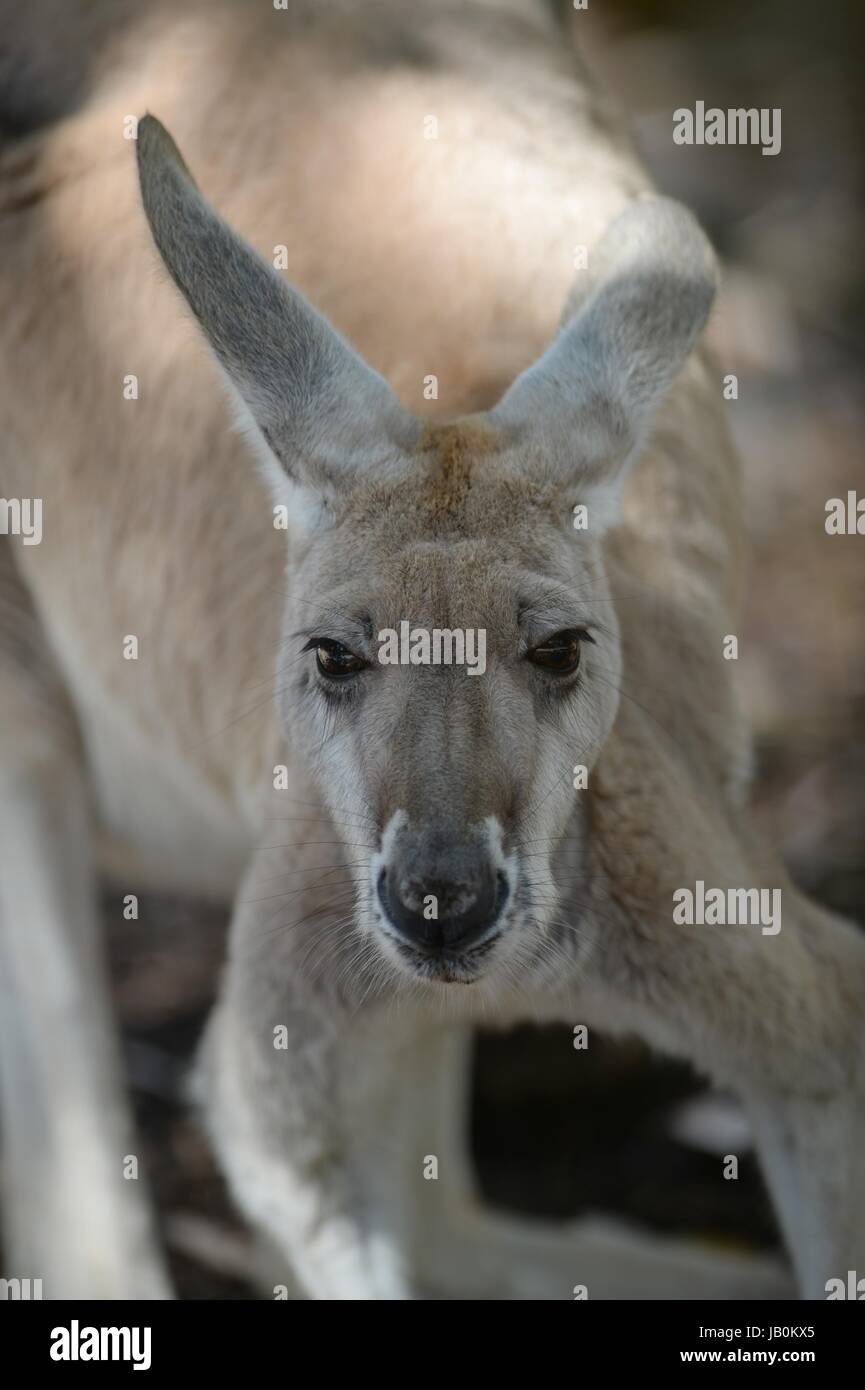 Australian big red kangaroo in open bushland Stock Photo - Alamy