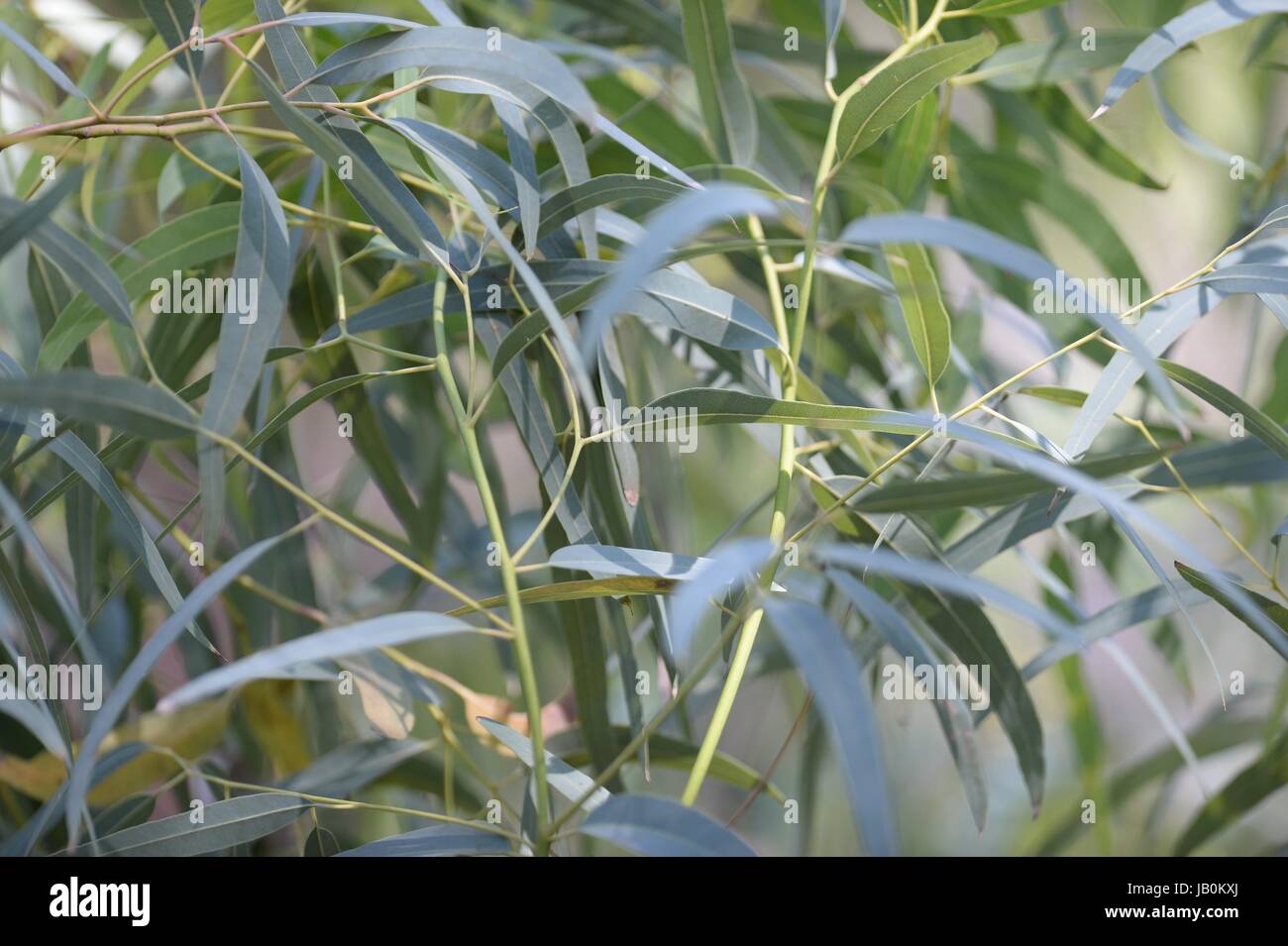 A close up shot of gum tree leaves Stock Photo - Alamy