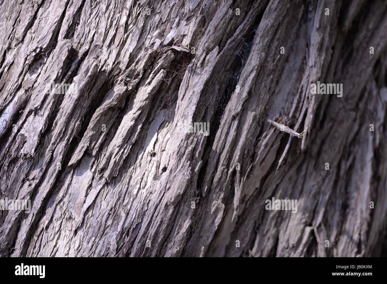 A close up shot of the bark off an Australian Gum Tree Stock Photo - Alamy
