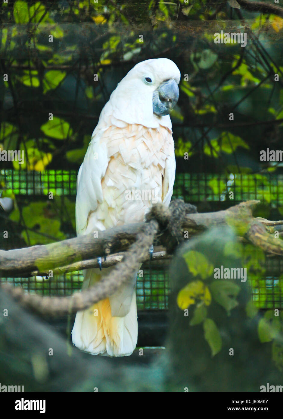 Cockatoo on branch tree Stock Photo - Alamy