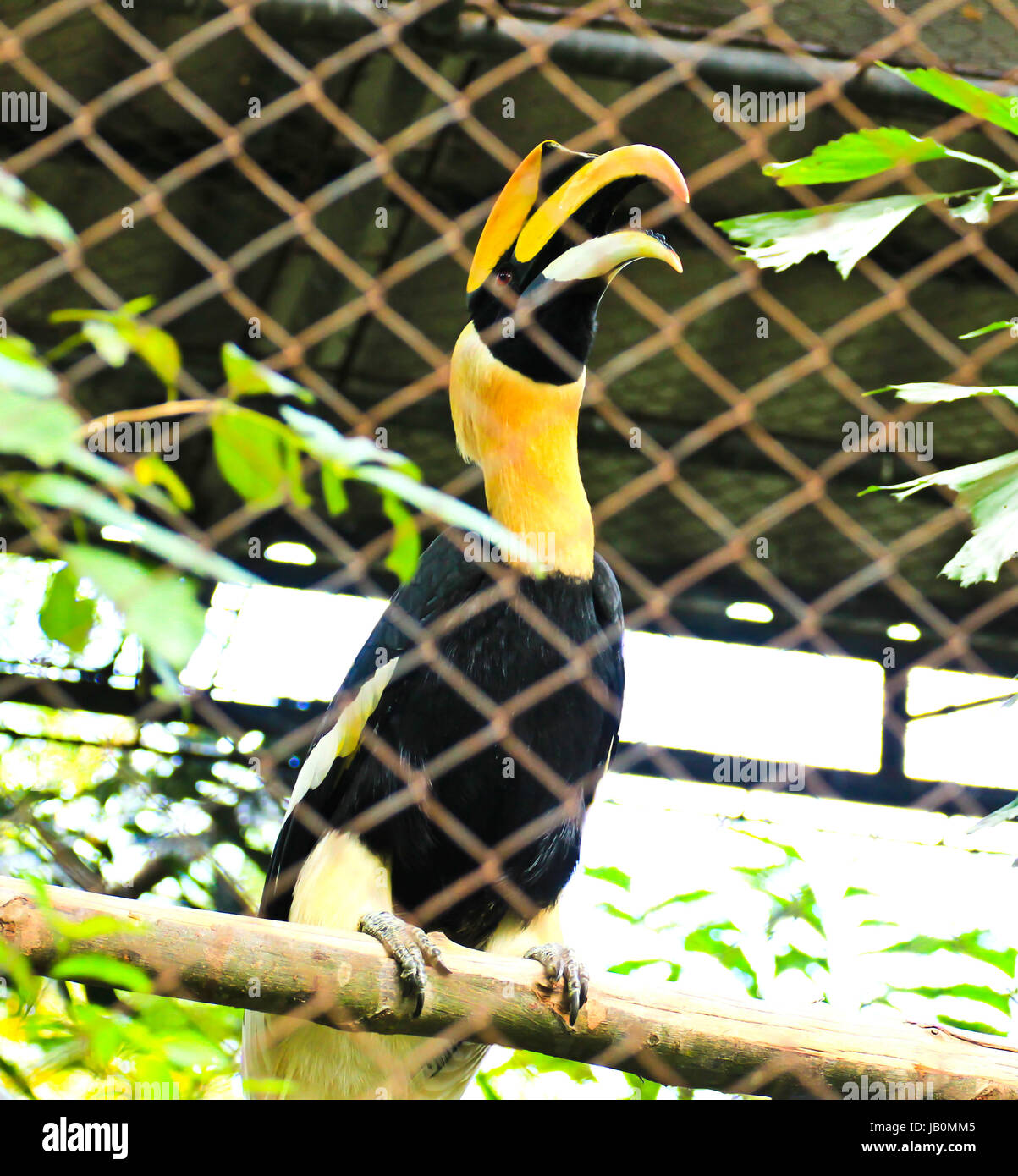 Rhinoceros hornbill in the cage Stock Photo - Alamy
