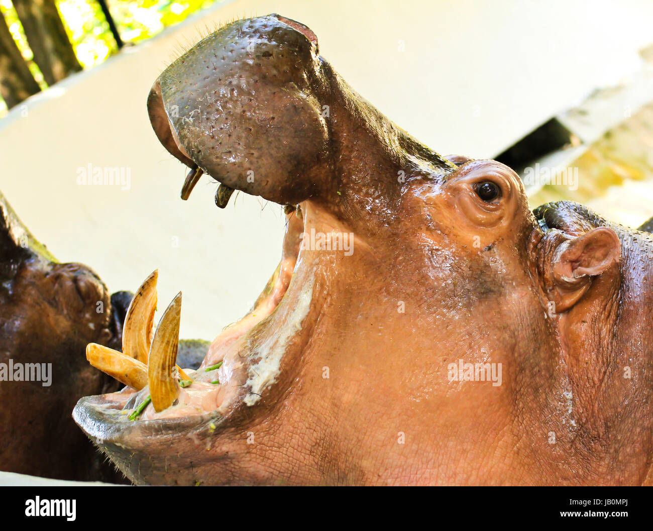 Hippopotamus Eating People