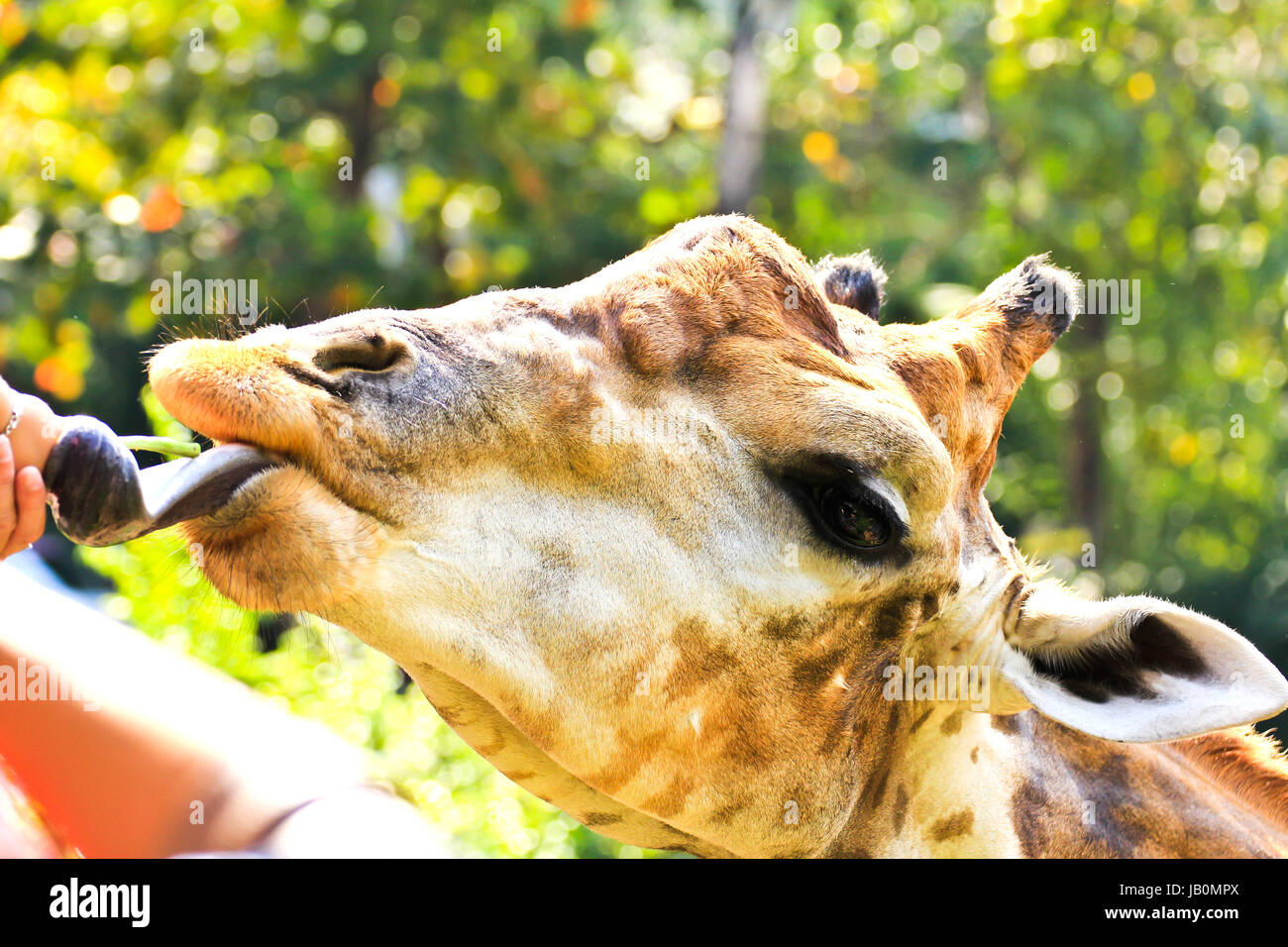 People feed a giraffe in a zoo Stock Photo - Alamy