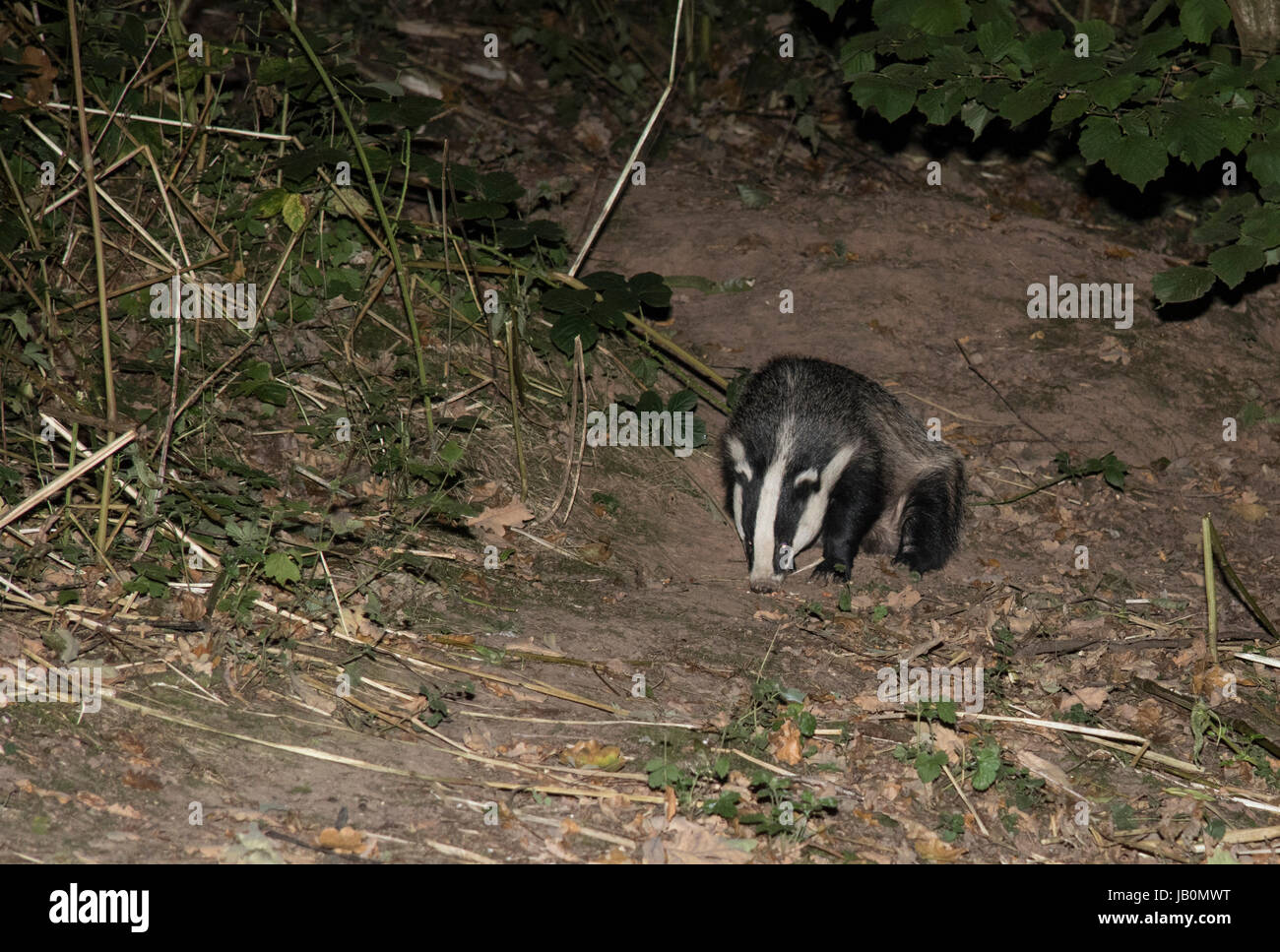 Badger at night in woodland Stock Photo - Alamy