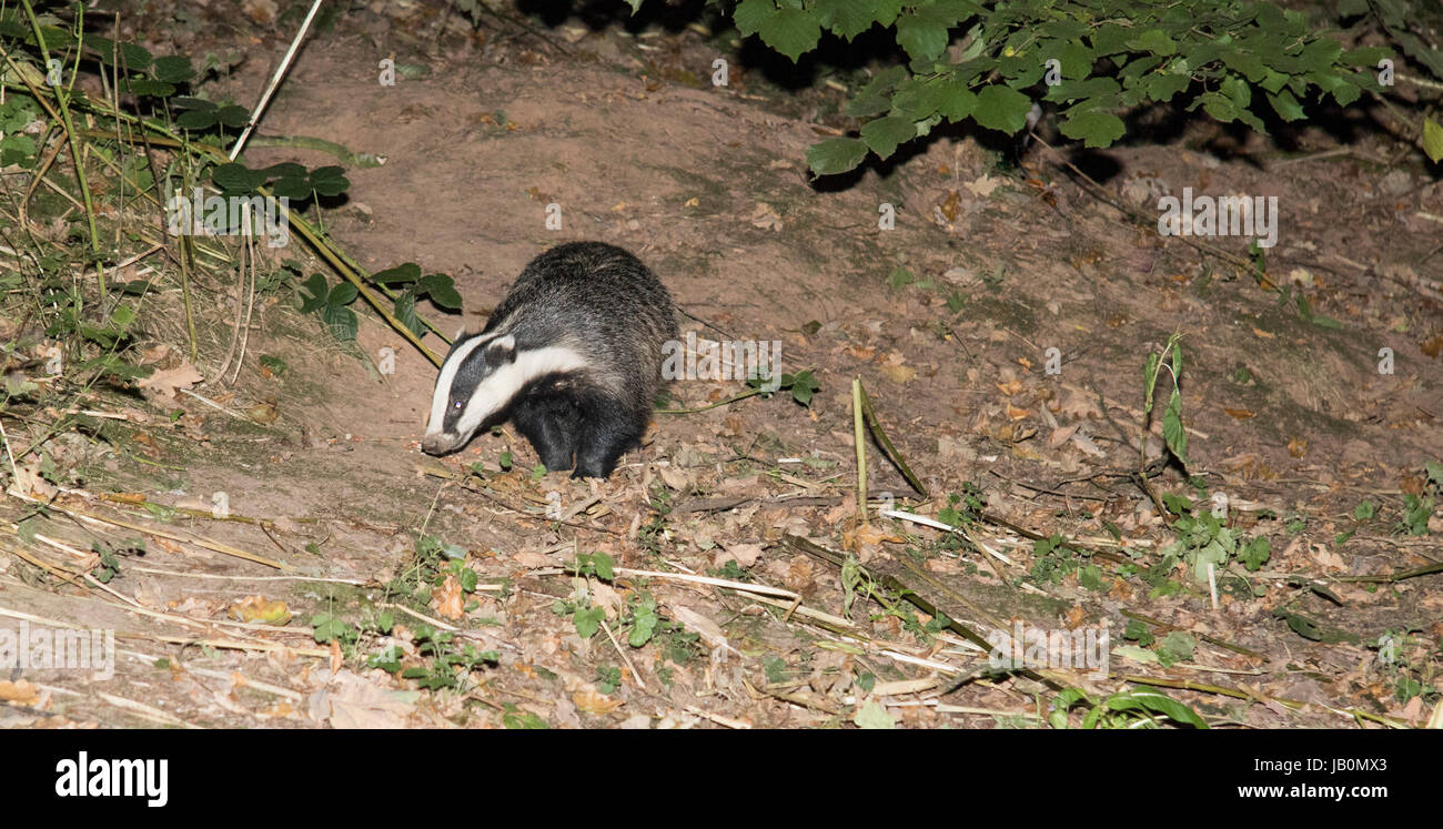 Badger at night in woodland Stock Photo - Alamy