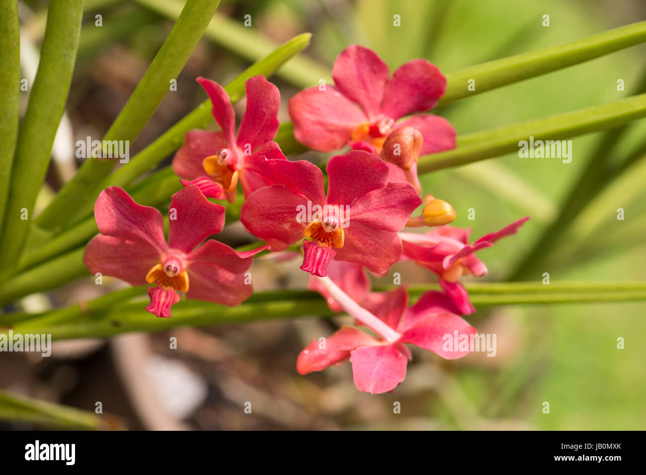 Scarlet orchids in the garden Stock Photo - Alamy