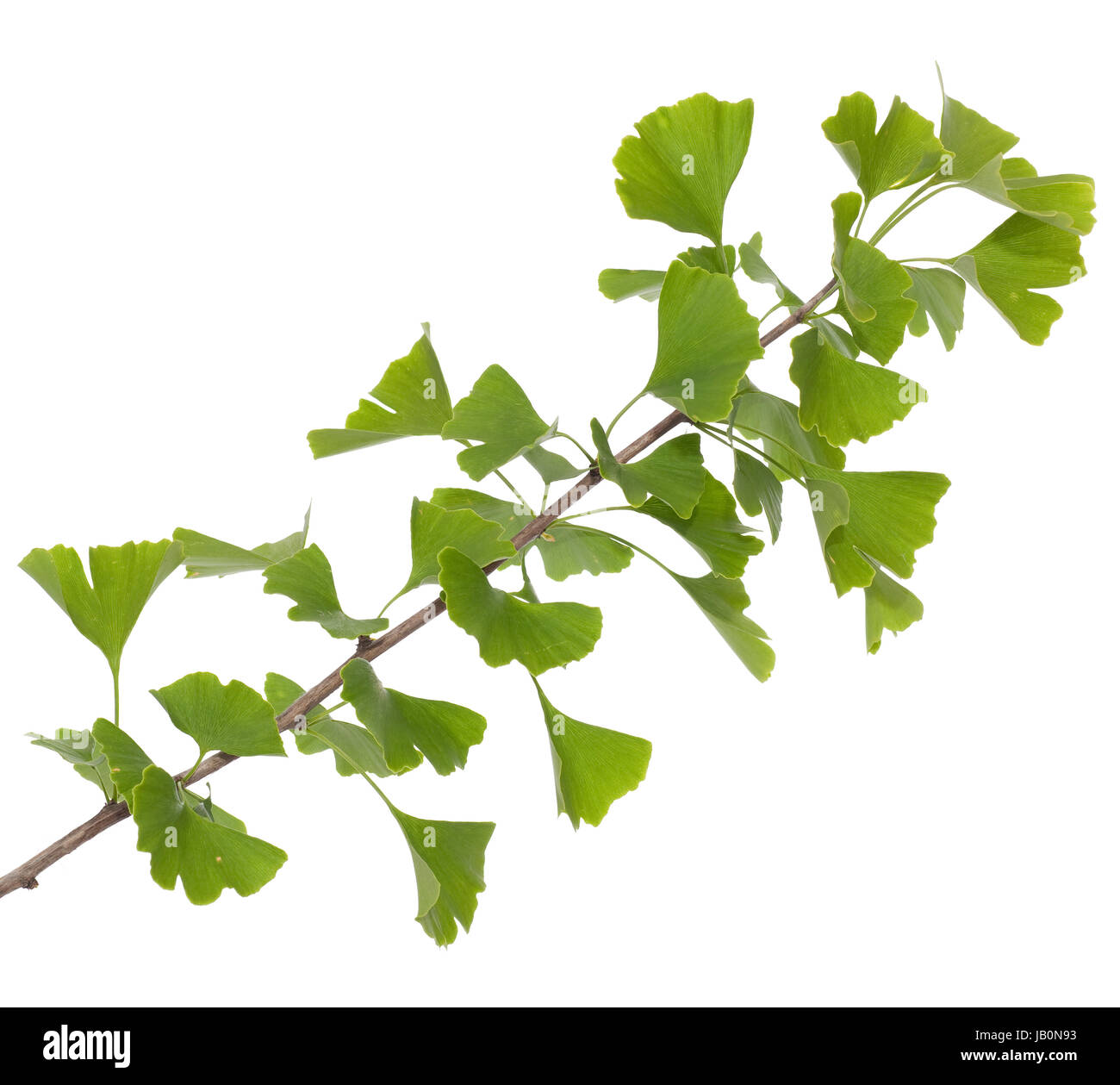 young branch (Ginkgo biloba) on white background Stock Photo - Alamy