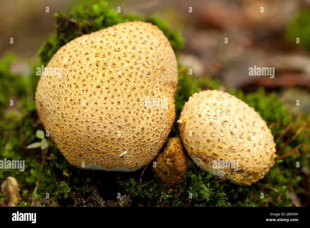 two young mushroom (Scleroderma citrinum) on moss Stock Photo - Alamy
