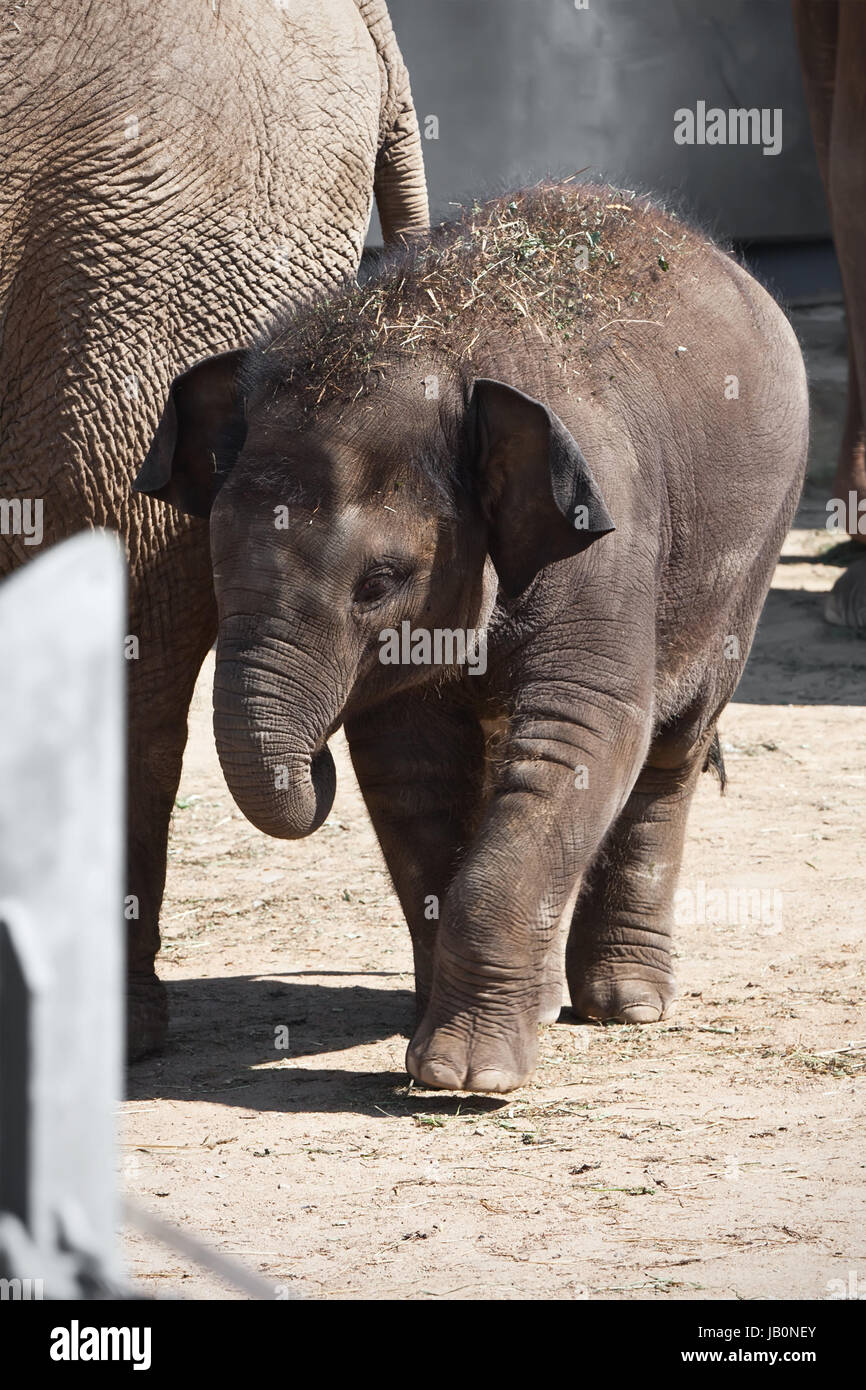 Beautiful photo of small baby elephant walking in zoo Stock Photo - Alamy