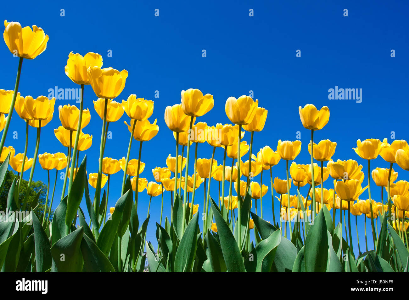 Beautiful colourful tulip flowers background in spring Stock Photo - Alamy