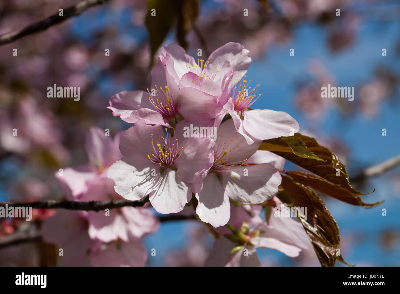 Beautiful pink flowers of Cherry blossom or Japanese Sakura in spring ...