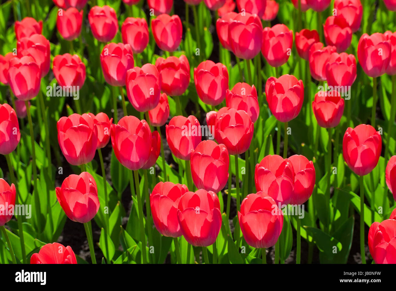 Beautiful colourful tulip flowers background in spring Stock Photo - Alamy