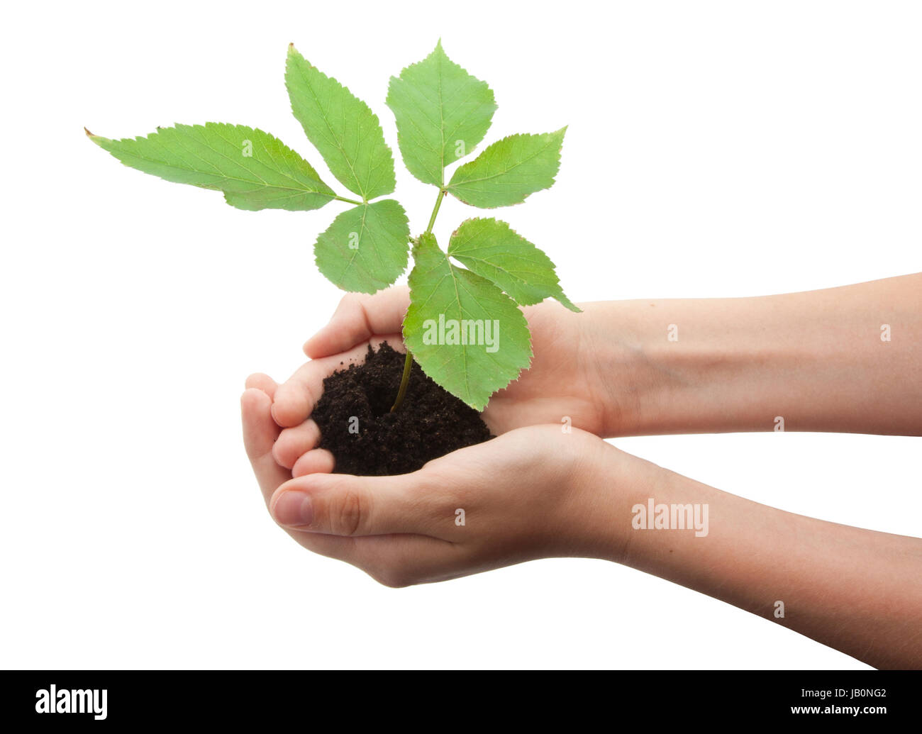 Hands holding small young tree isolated on white background Stock Photo ...