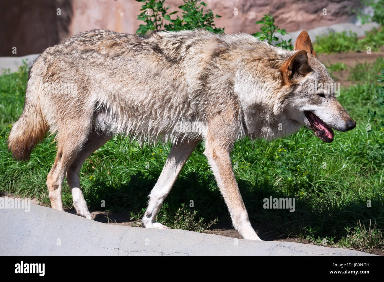 Nice close up portrait of gray wolf Stock Photo - Alamy
