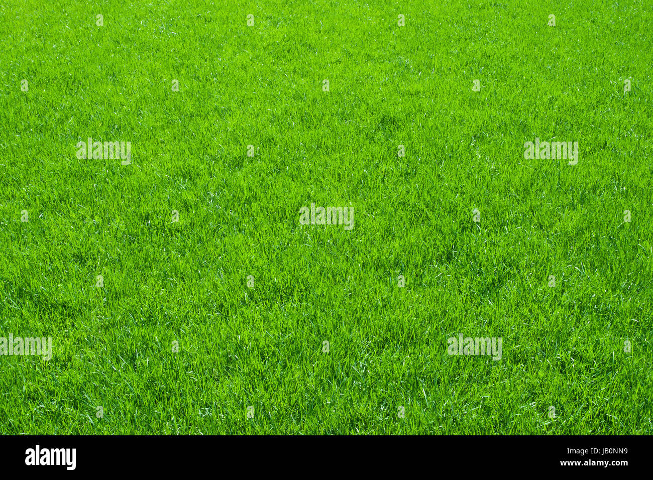 Green lush grass background under bright sunlight Stock Photo - Alamy