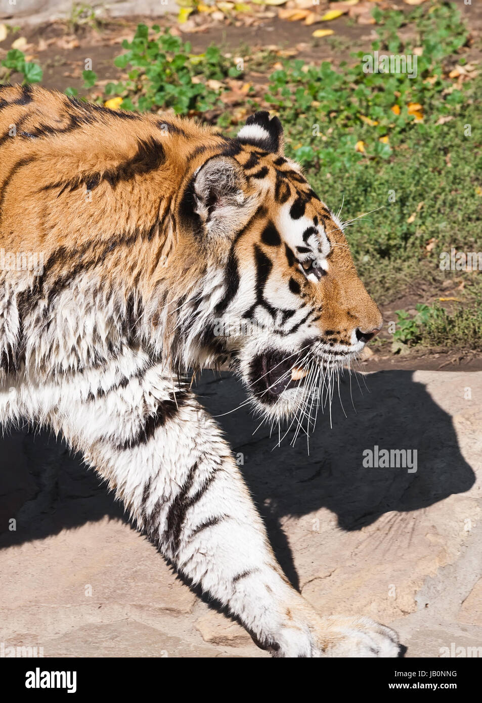 Wild and agressive Bengal tiger in zoo Stock Photo - Alamy