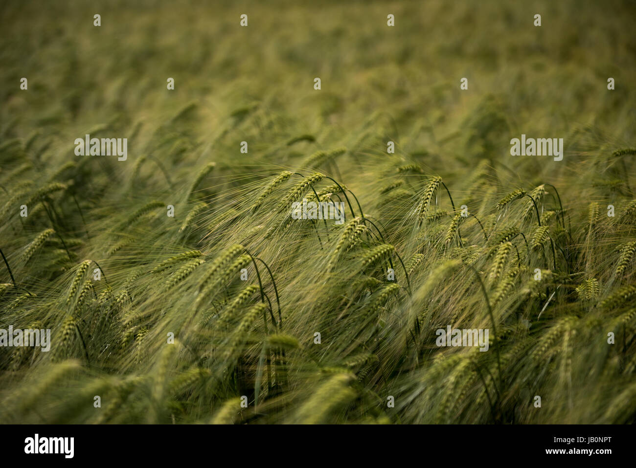Barley grains hi-res stock photography and images - Alamy