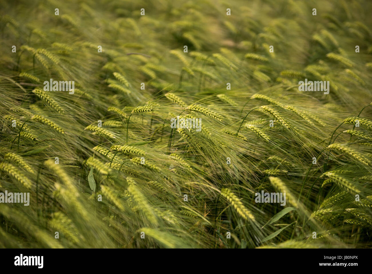 Thaxted Essex England. Barley growing in a field at Thaxted Essex ...