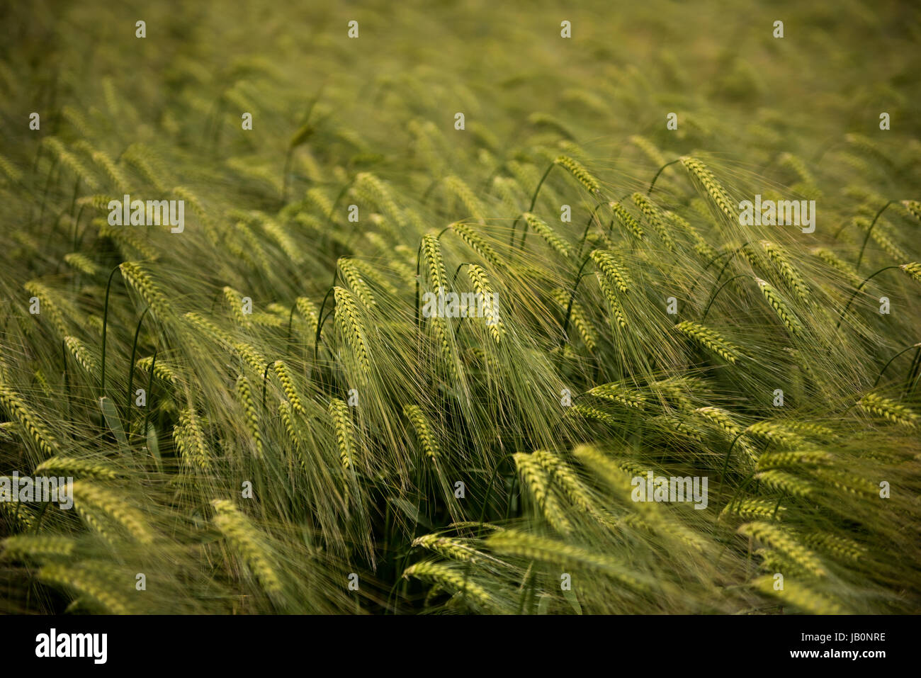 Thaxted Essex England. Barley growing in a field at Thaxted Essex ...