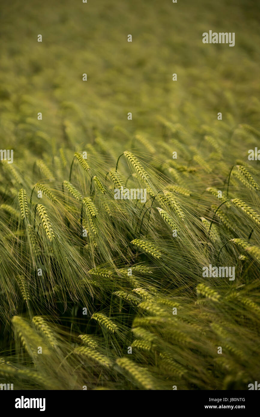 Thaxted Essex England. Barley growing in a field at Thaxted Essex ...
