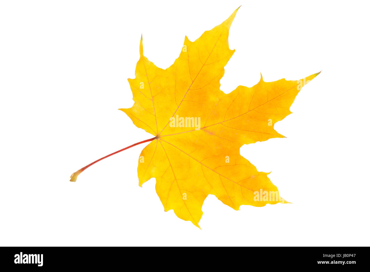 Beautiful maple leaf isolated on white background Stock Photo - Alamy