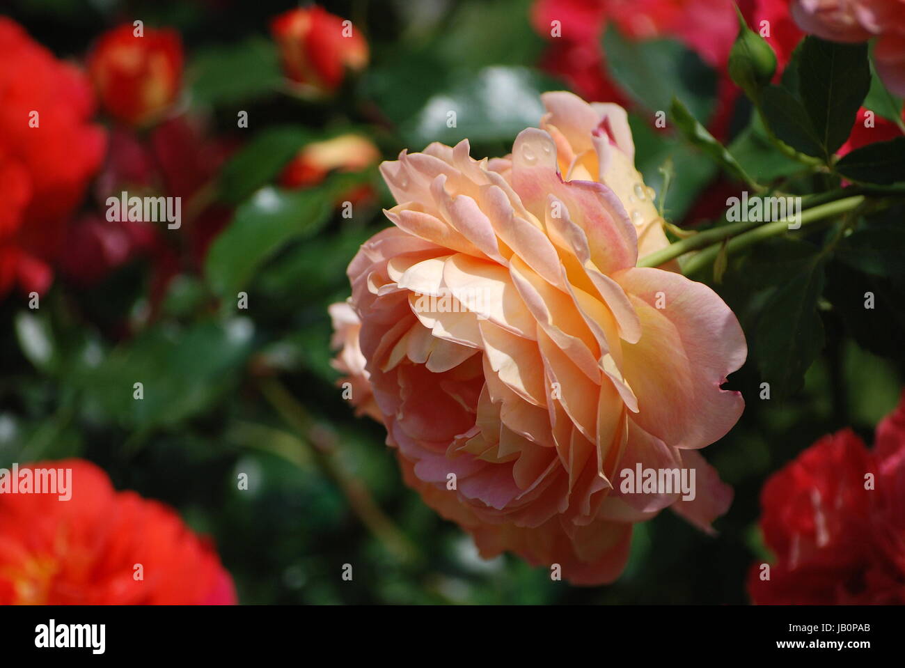 Beautiful garden roses Stock Photo - Alamy