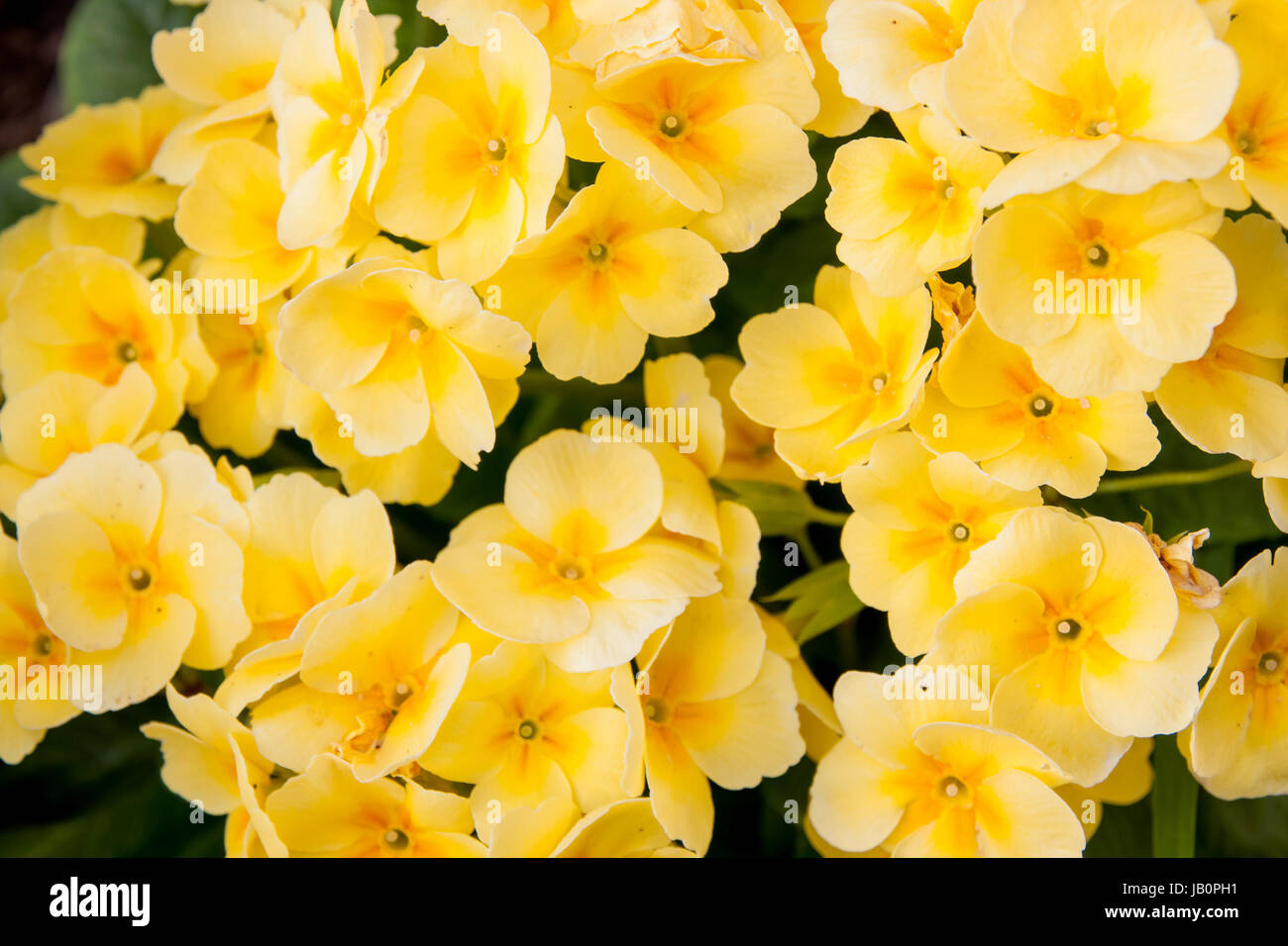 Decorative flowers Primula bright yellow color Stock Photo - Alamy