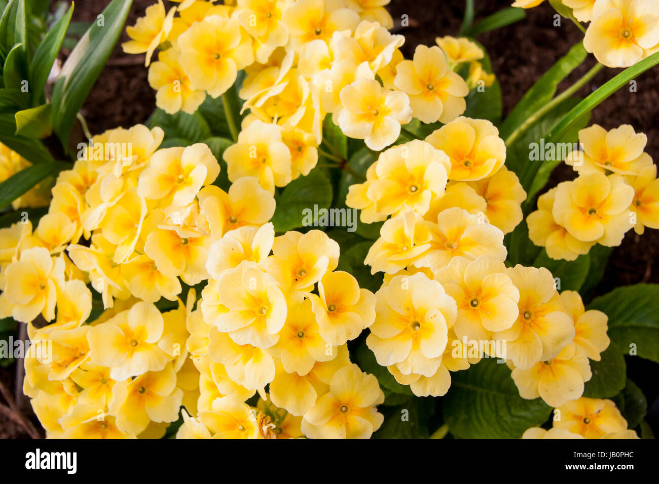Decorative flowers Primula bright yellow color Stock Photo - Alamy