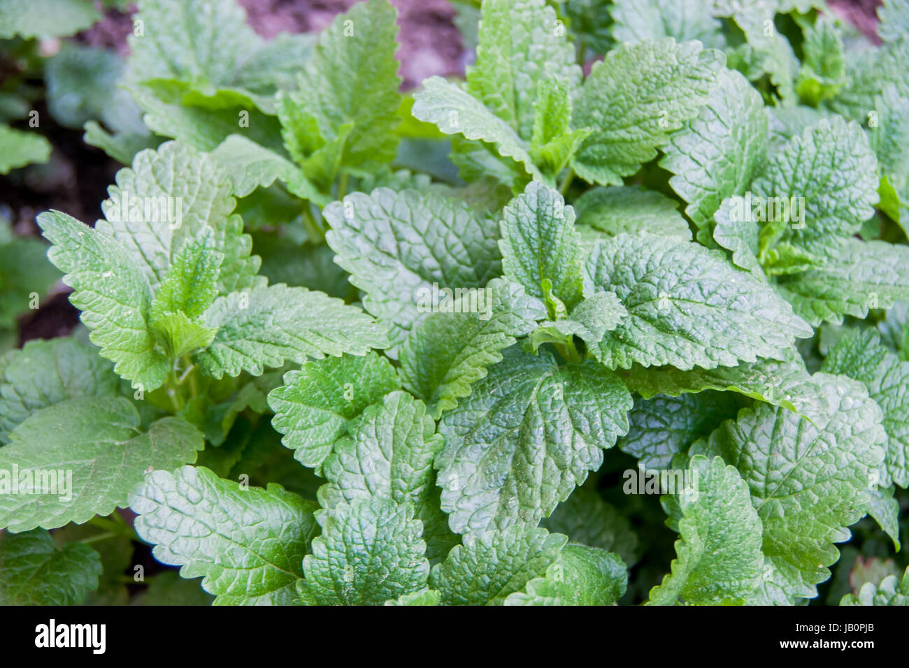 Bushes of green fresh mint in a garden Stock Photo - Alamy