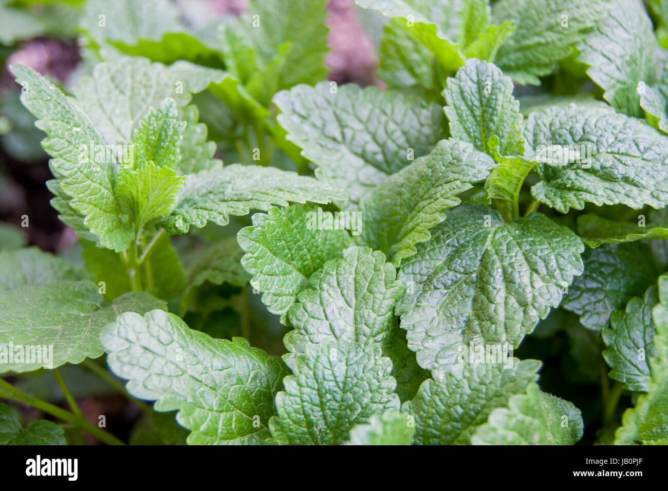 Bushes of green fresh mint in a garden Stock Photo - Alamy