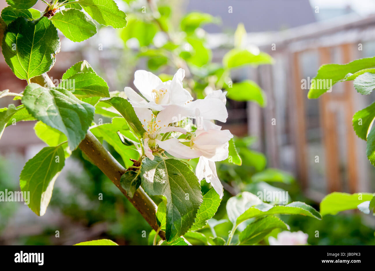Beautiful blooming apple tree in the garden Stock Photo - Alamy
