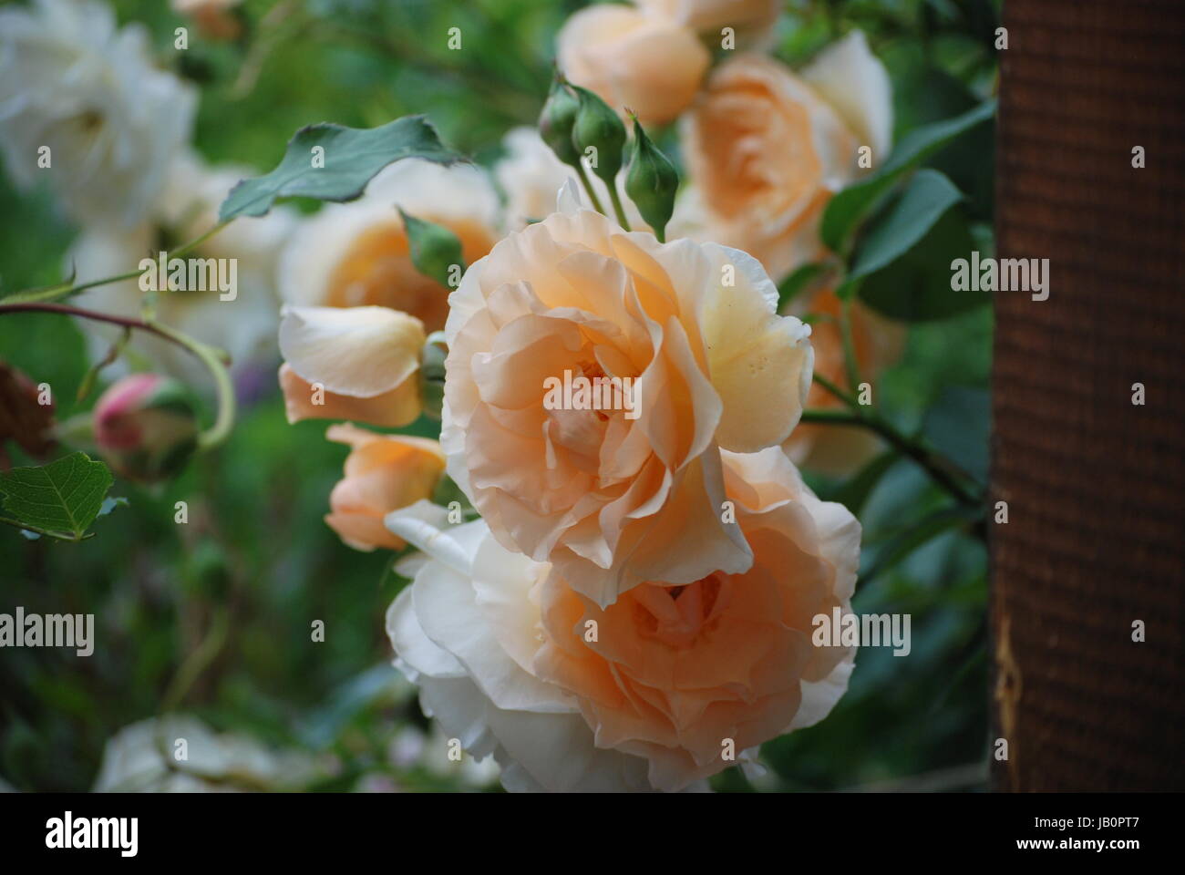 Beautiful garden roses hi-res stock photography and images - Alamy