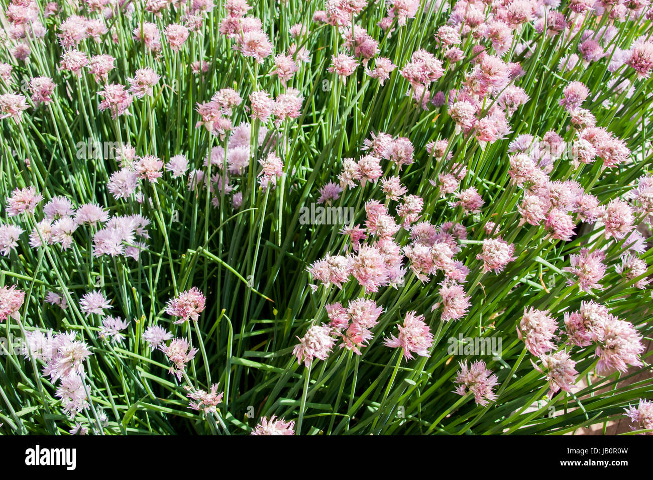 Beautiful pink flowers of chives Schnitt in the garden Stock Photo - Alamy