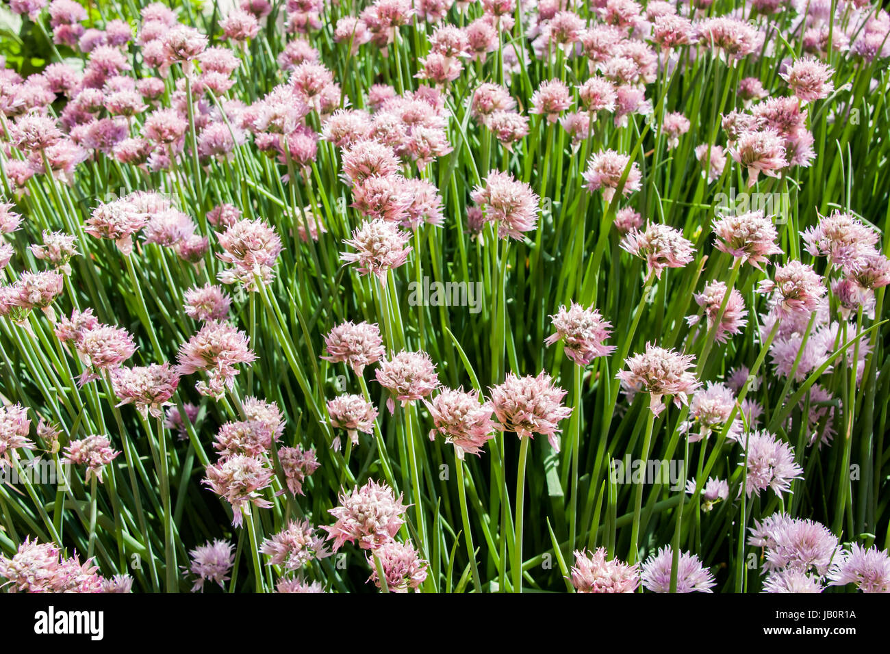 Beautiful pink flowers of chives Schnitt in the garden Stock Photo - Alamy