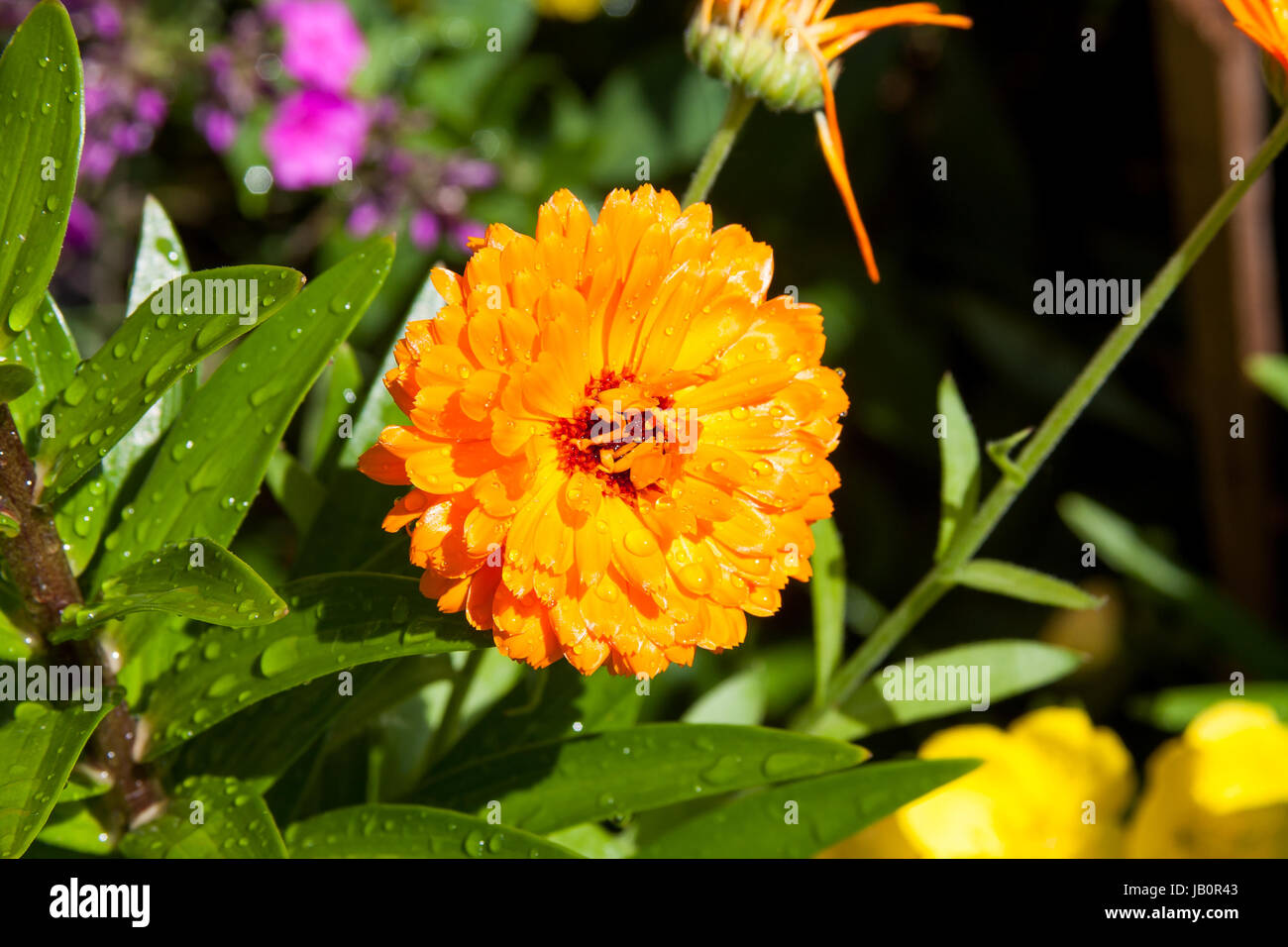 Flowers a calendula on a bed in a garden with drops of a rain Stock ...