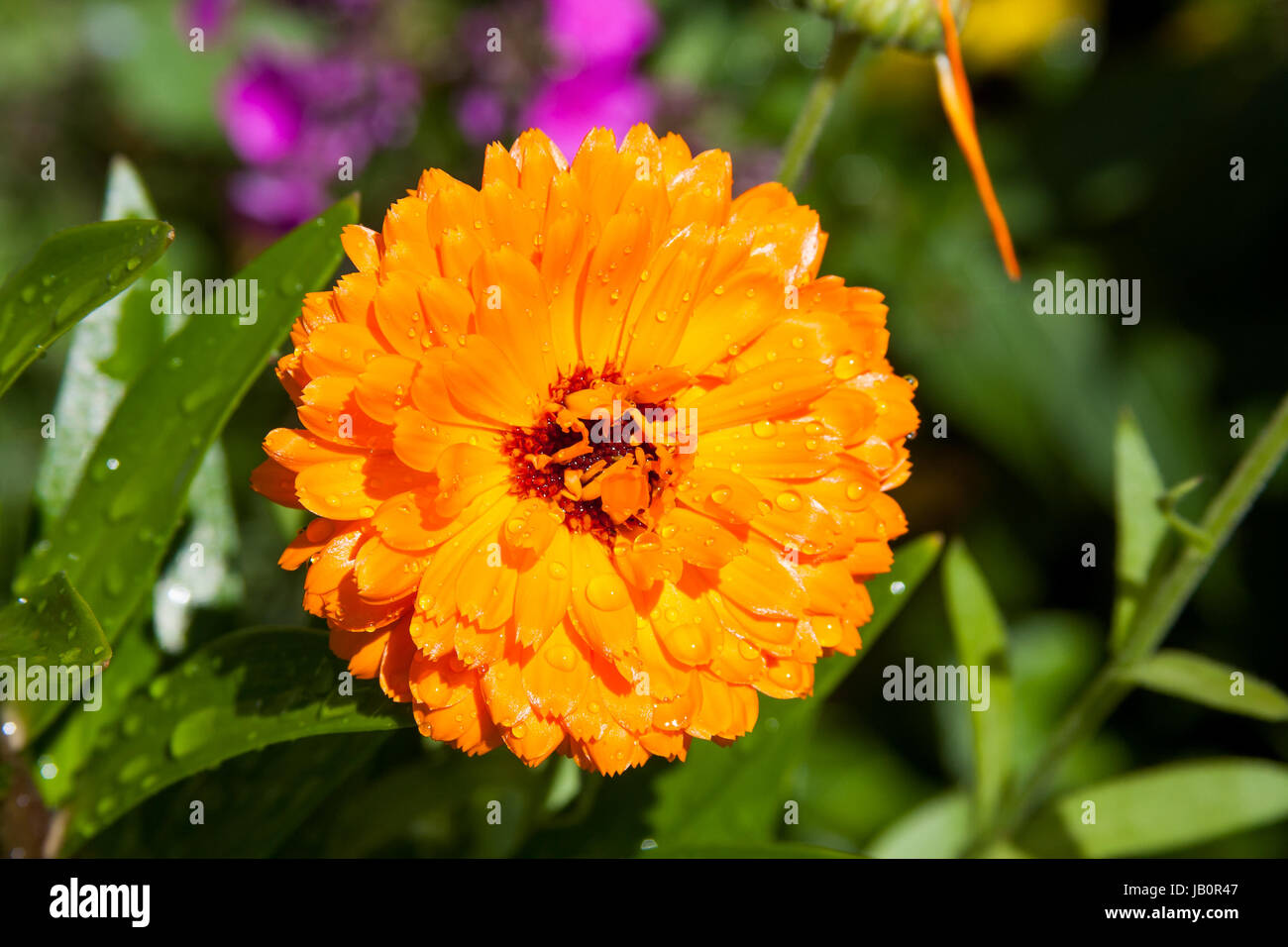 Flowers a calendula on a bed in a garden with drops of a rain Stock ...