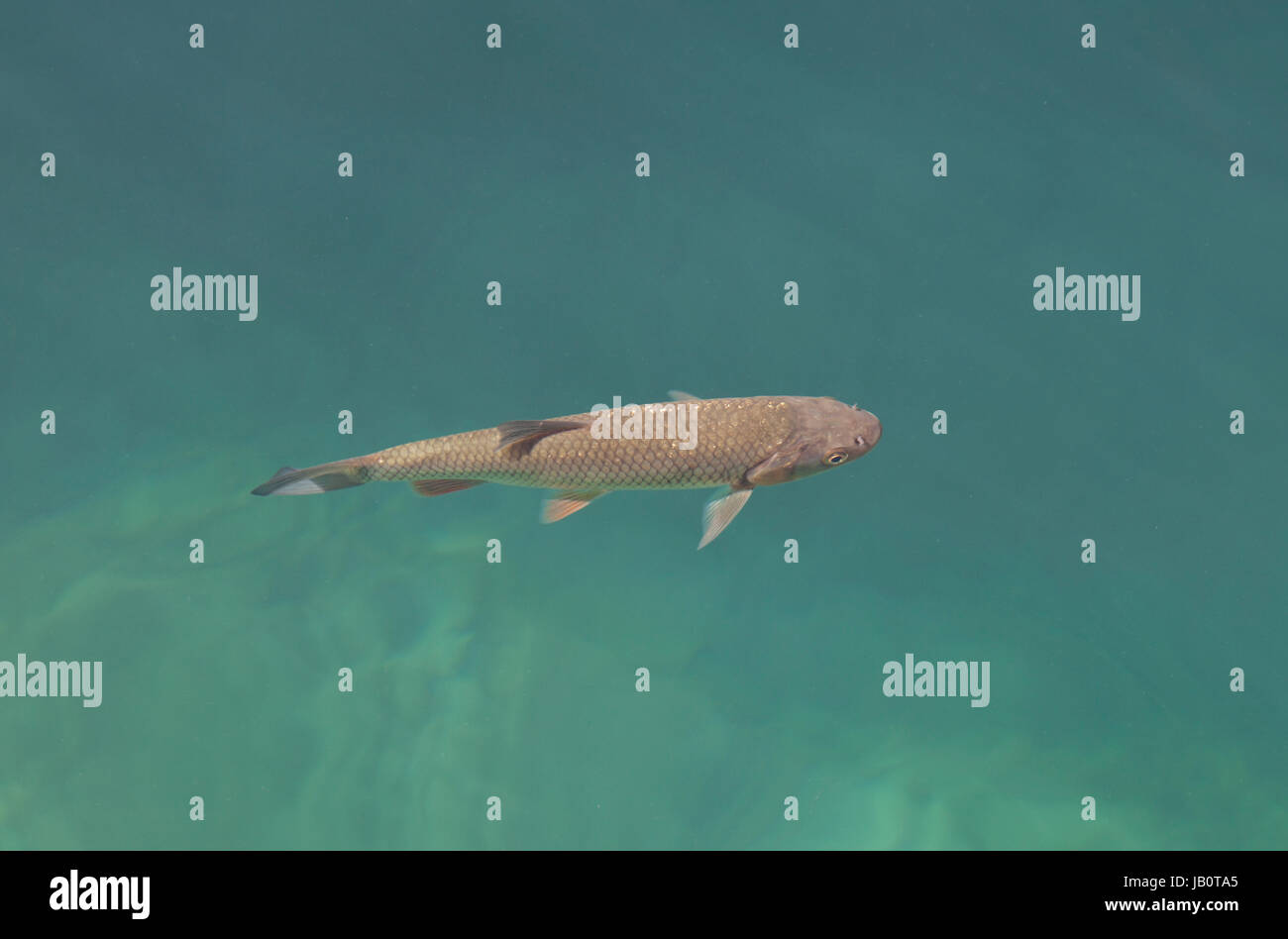 fish in clear water Stock Photo - Alamy