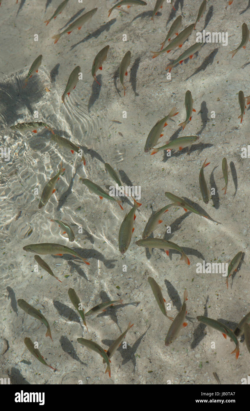 fish in clear water Stock Photo - Alamy