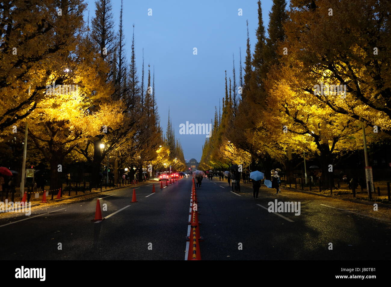 the famous golden trees street in Tokyo Stock Photo - Alamy